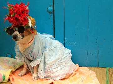 Tropical pooch stock photo. Image of companion, cuba, flower - 652172