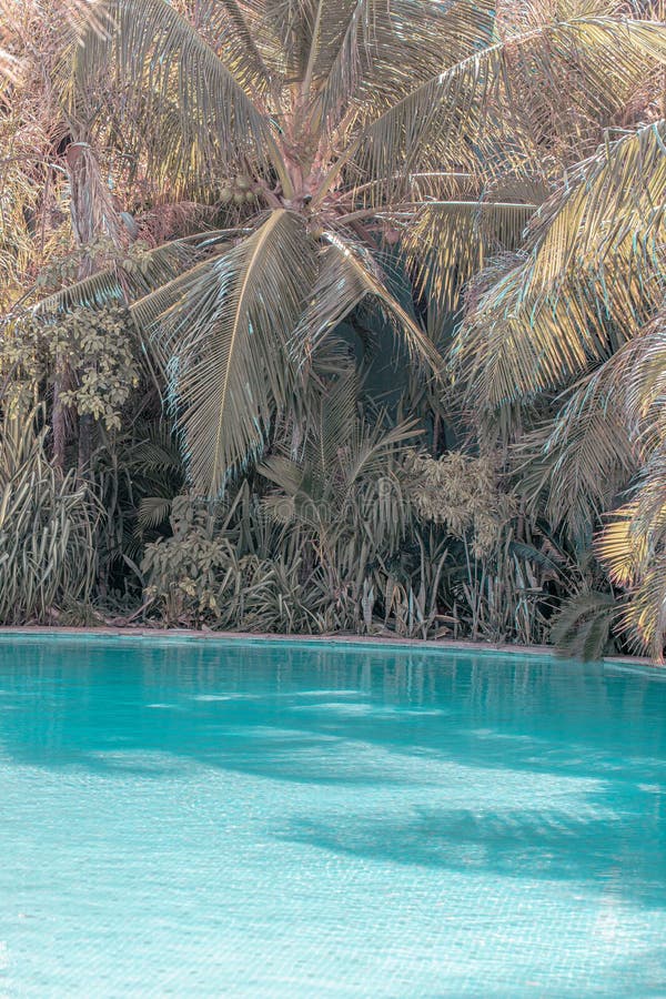 Tropical pool for monday stock photo. Image of caribbean - 208669530