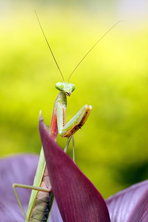 Dancing praying mantis stock photo. Image of dancing - 21191886