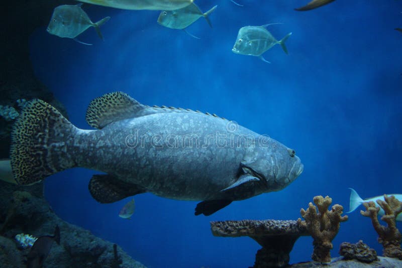 Tropical Predatory Fish in the Ocean Swim in the Water of the Aquarium ...