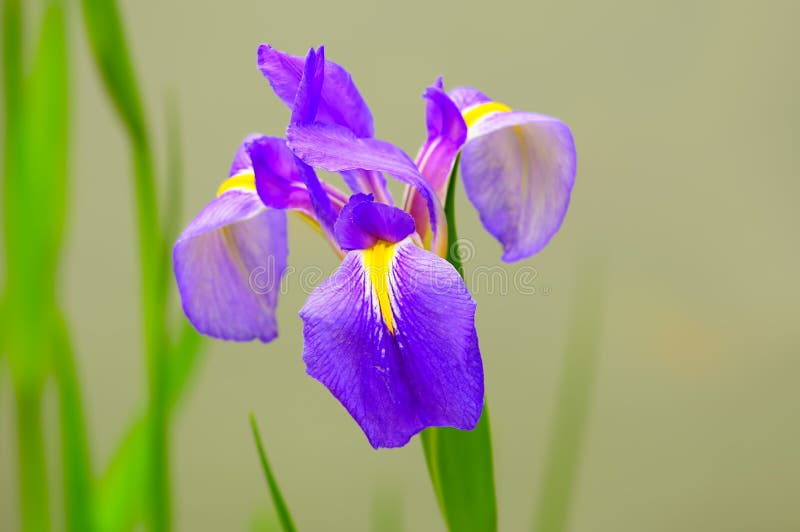 Spring iris flower stock image. Image of tropical, blossom - 29996015