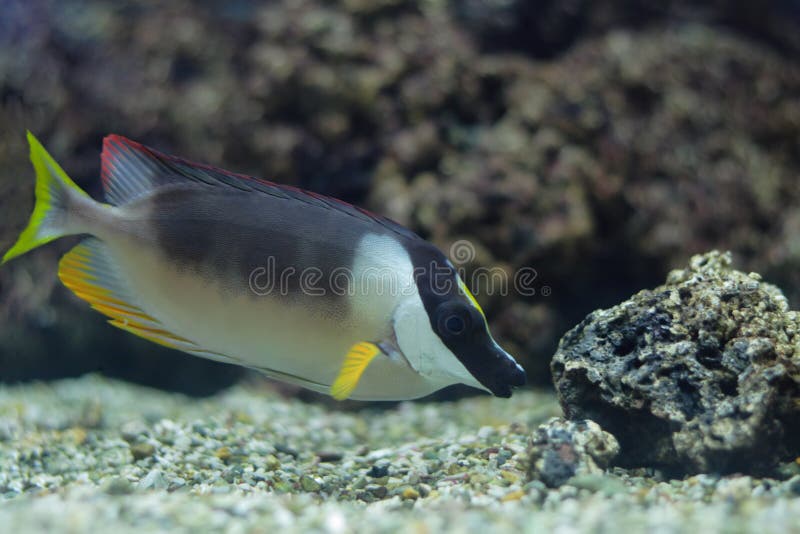 Tropical Rabbitfish In Aquarium Picture. Image: 5698875