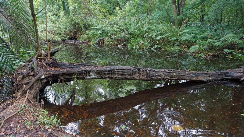 Tropical forest in kenya stock image. Image of national - 120758351