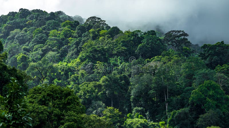 Tropical Forest Backgrounds