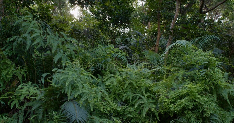 Tropical Rain Forest with Green Plant Stock Photo - Image of season ...