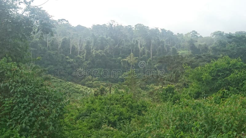 Tropical Rain Forest stock image. Image of landscape - 153576703