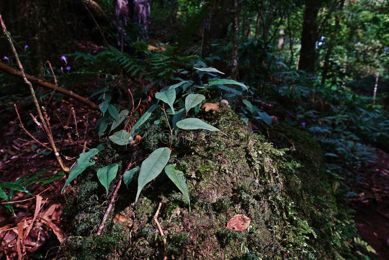 Tropical Rain Forest Scenery, Ecosystem Stock Image - Image of green ...