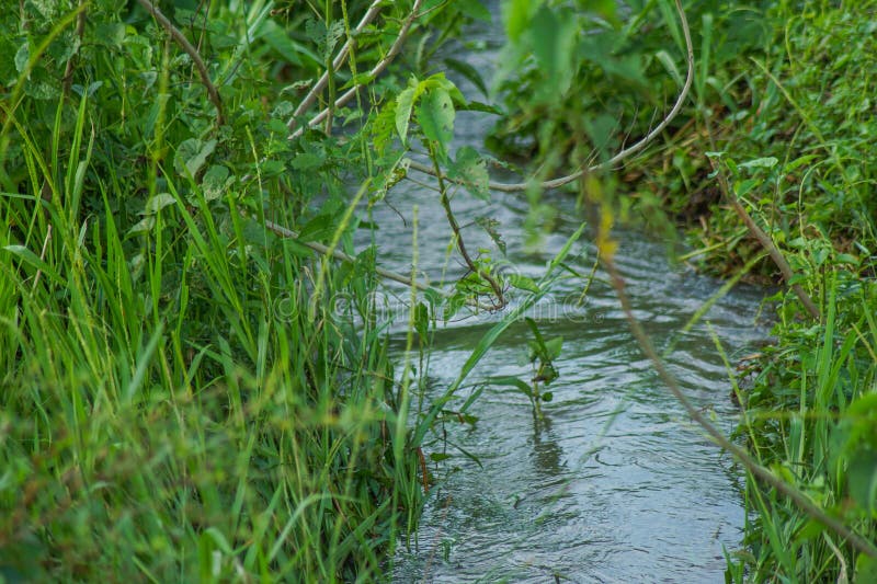 Tropical Rain Forest Small River Stock Photo - Image of beautiful ...