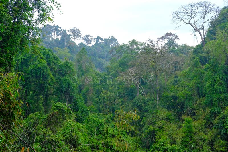 What Plants Are In The Southeast Asian Rainforest at Elizabeth Klug blog