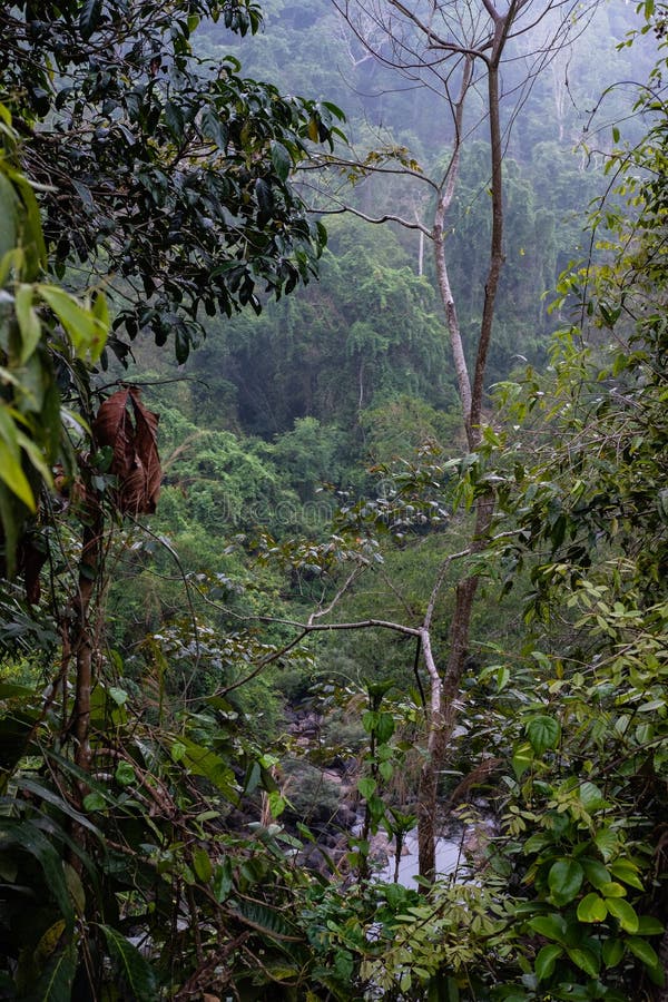 The Tropical Rain Forest in Southeast Asia Stock Photo - Image of ...