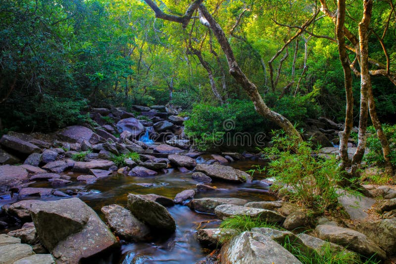 Tropical Rain Forest with Stream in Summer Stock Image - Image of ...