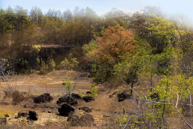 Tropical Rain Forest Very Hot and Bright. Stock Photo - Image of ...