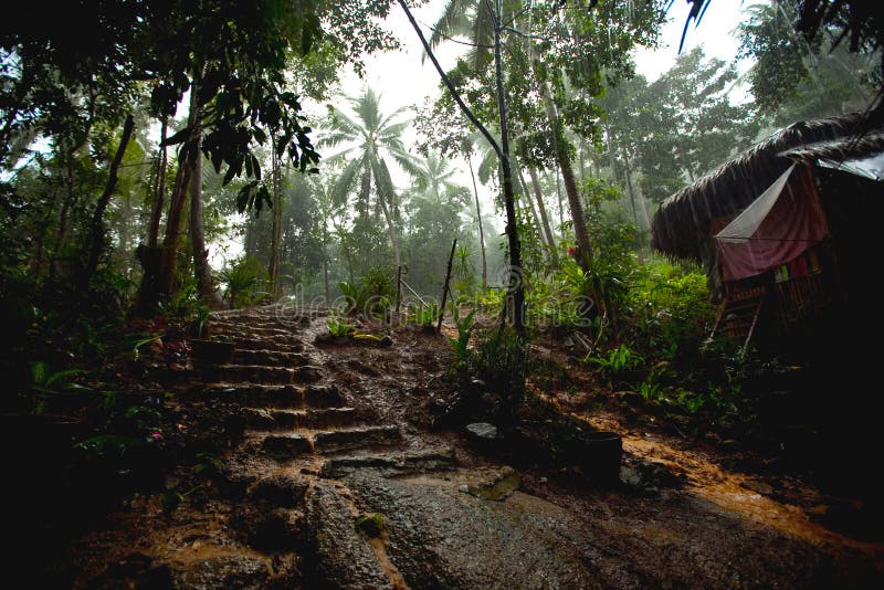 Tropical Rain . Rainforest Landscape, Rainforest, Forest Editorial ...