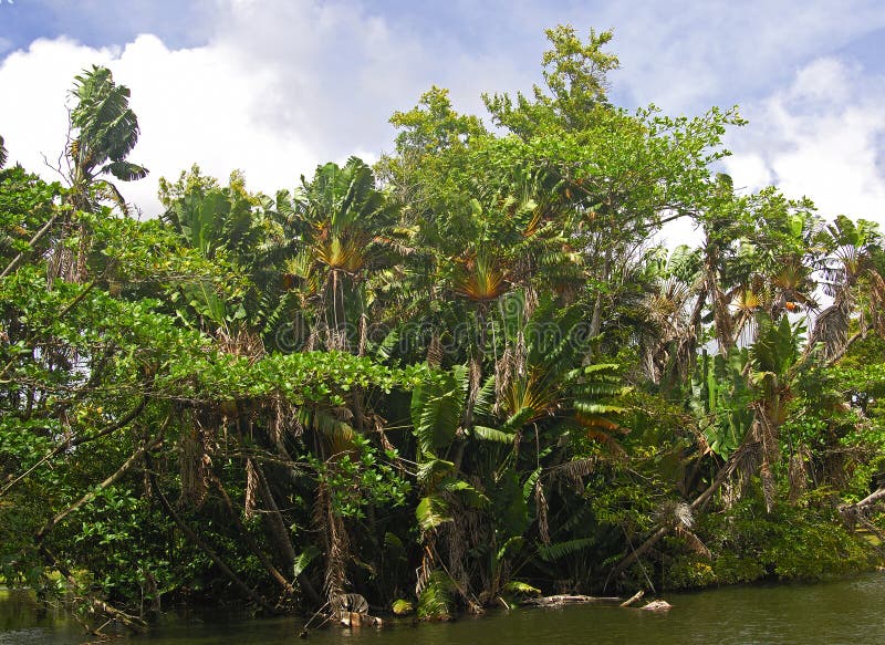 Tropical rainforest stock image. Image of protection - 12348139