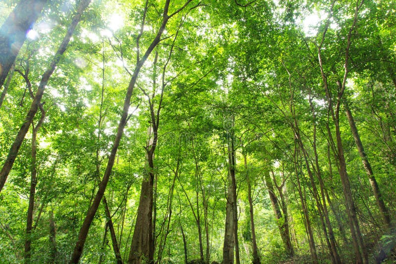 Tropical Rainforest stock image. Image of rainforest - 32322627