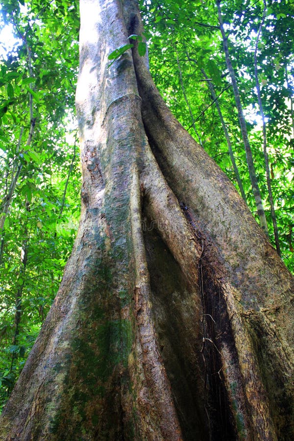 Tropical Rainforest Big Tree Stock Photo - Image of thailand, park ...