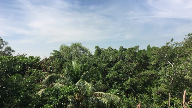 Tropical Rainforest Lush Foliage Green Nature Background, Tropic Tree ...