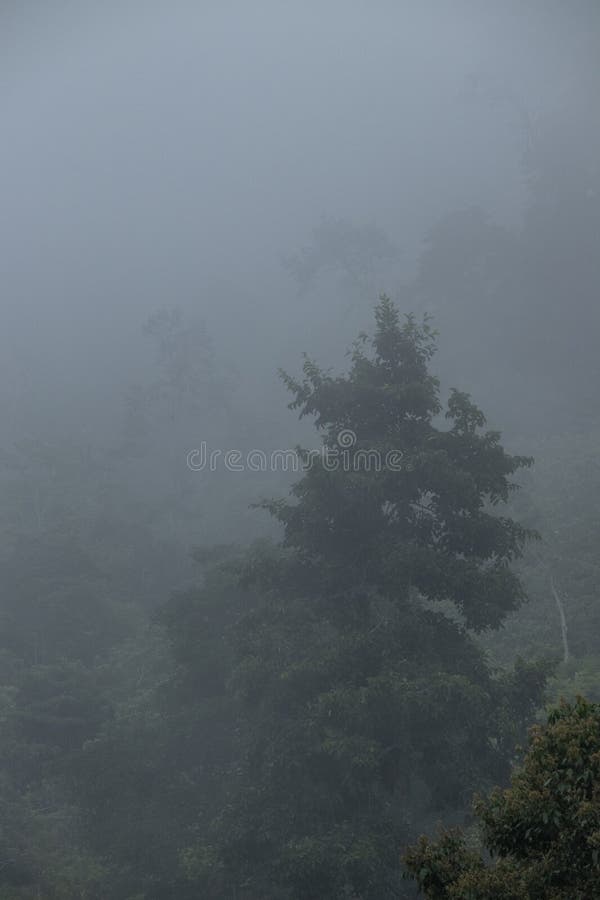 Tropical Rainforest Covered in White Mist Stock Photo - Image of ...
