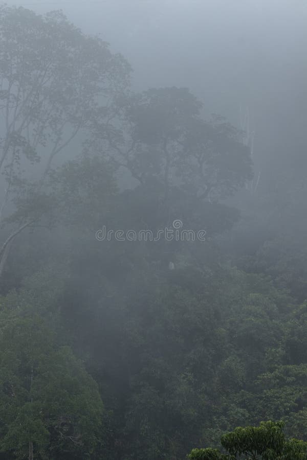 Tropical Rainforest Covered in White Mist Stock Image - Image of ...