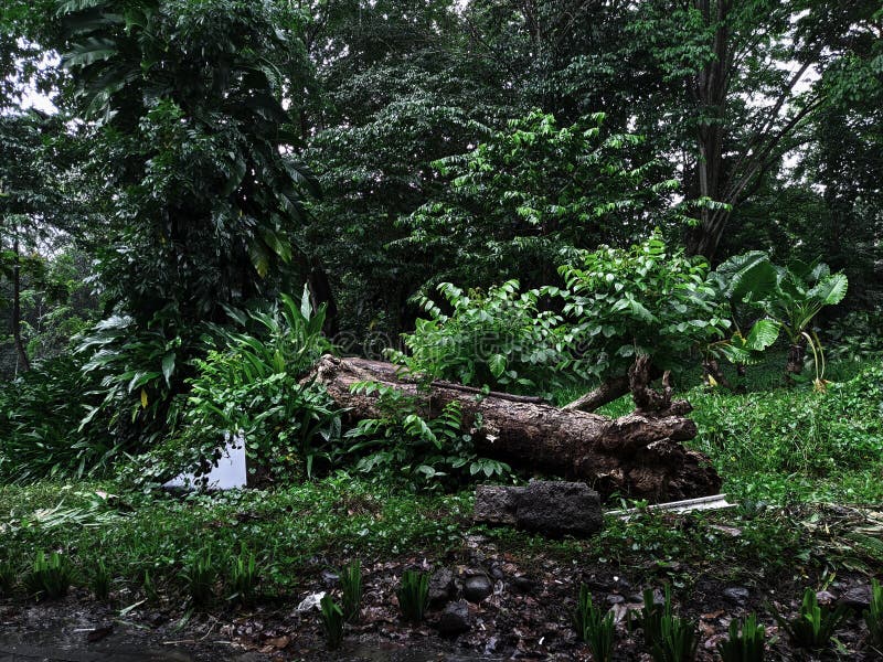 Tropical Rainforest with Dark Moody Atmosphere during after Rainfall ...