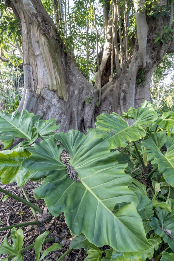 Tropical Rainforest in Florida Stock Photo - Image of banyan, jungle ...