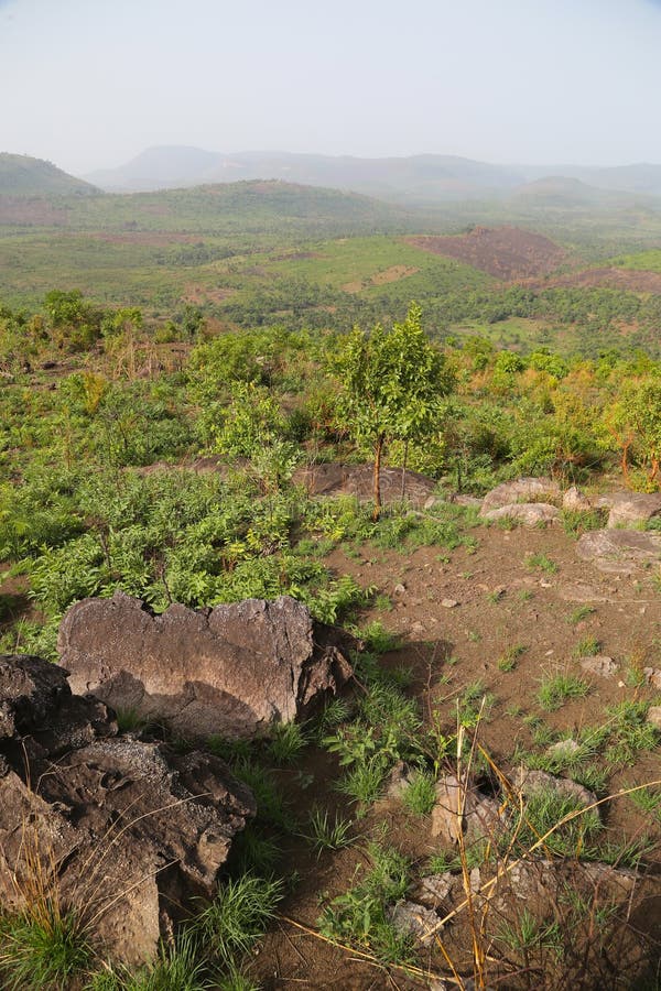 Tropical Rainforest of Guinea Conakry National Park. Stock Photo ...