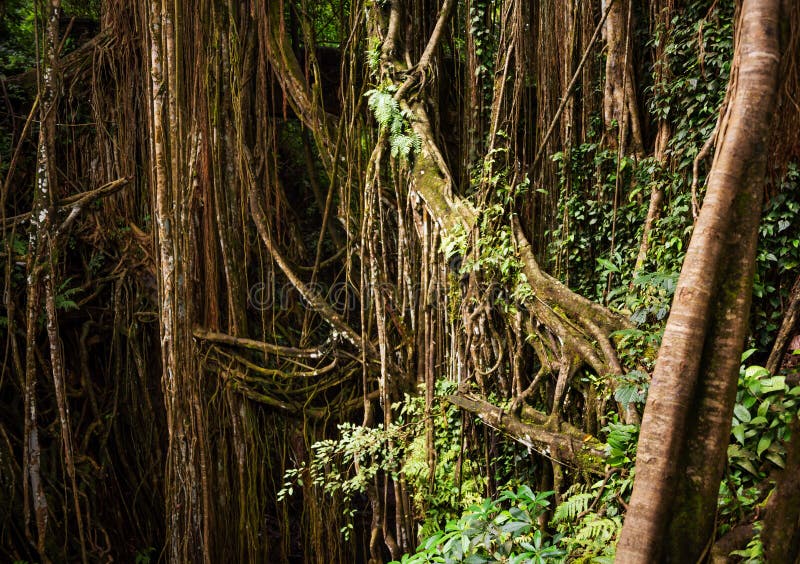 Tropical Rainforest or Jungle with Trees and Lianas Stock Photo - Image ...