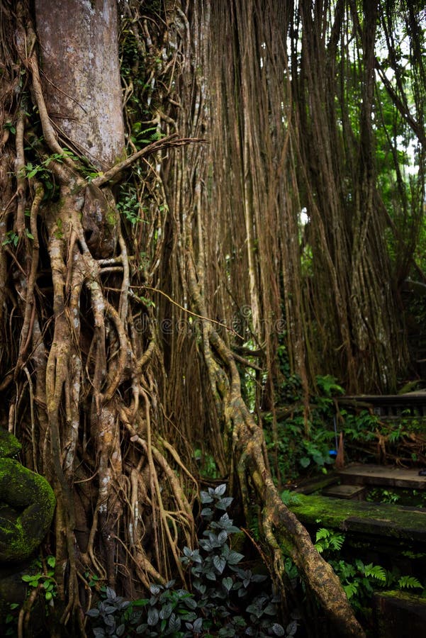 Tropical Rainforest or Jungle with Trees and Lianas Stock Image - Image ...