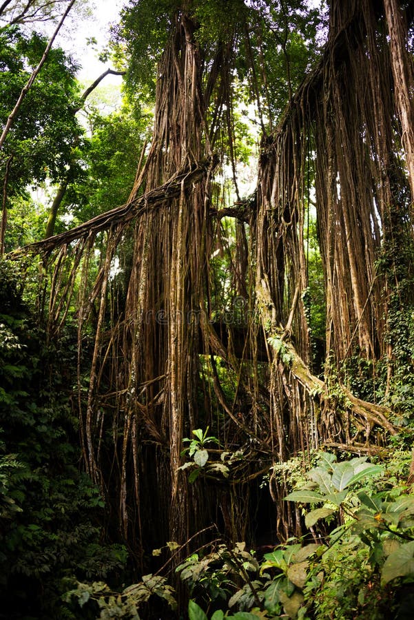 Tropical Rainforest or Jungle with Trees and Lianas Stock Image - Image ...