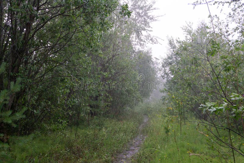 Tropical Rainforest Landscape Deep Branch Beauty Bright Stock Image ...