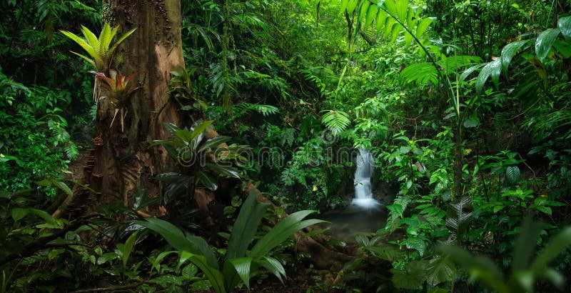 Tropical Rainforest in the Rainy Season Stock Photo - Image of pathway ...