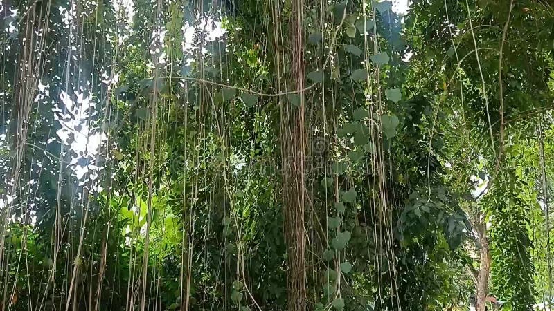 Tropical Rainforest Leaves Blowing in the Wind Stock Footage - Video of ...