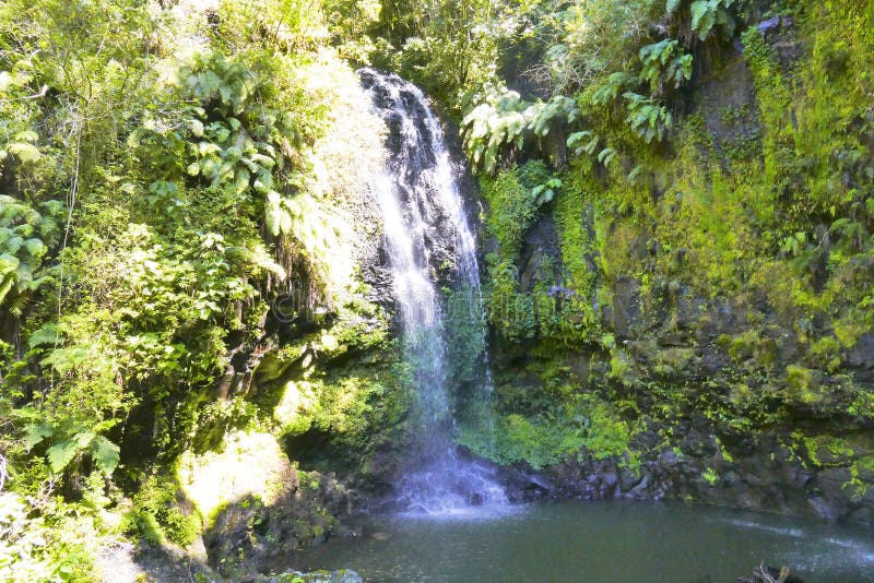Tropical Rainforest Madagascar Stock Photo - Image of tropical ...