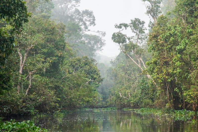 Tropical Rainforest in Mist Stock Image - Image of adventure ...