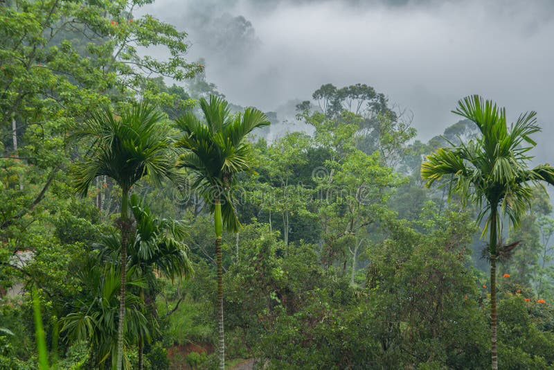 Tropical rainforest stock photo. Image of jungle, rain - 87463808