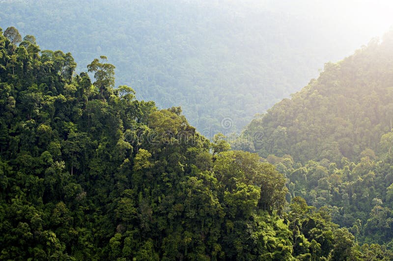Tropical Rainforest Mountains Complete. Stock Photo - Image of scenery ...