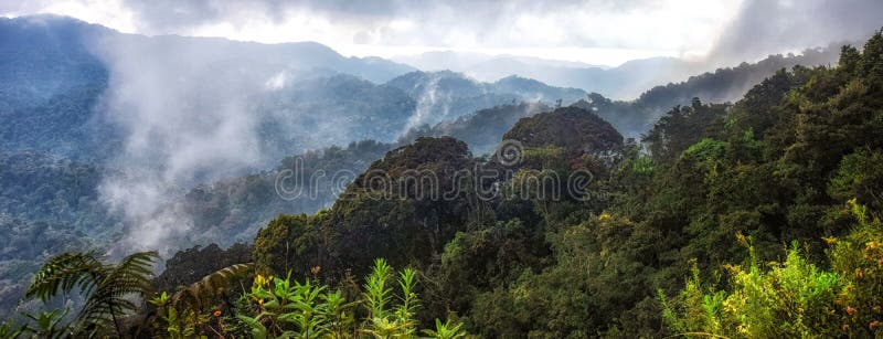 Tropical Rainforest of Nyungwe National Park,Rwanda Stock Photo - Image ...