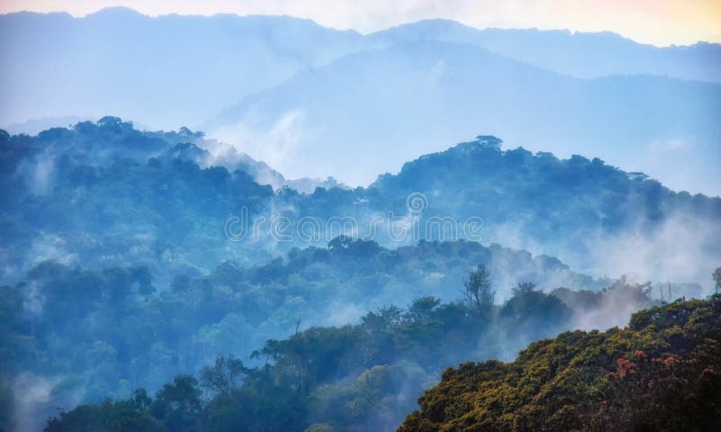 Tropical Rainforest of Nyungwe National Park,Rwanda Stock Image - Image ...