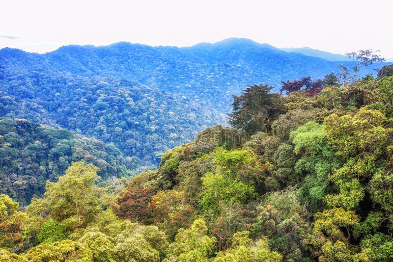 Tropical Rainforest of Nyungwe National Park,Rwanda Stock Photo - Image ...