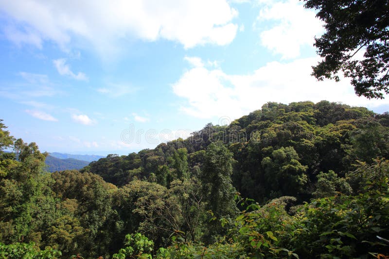 Tropical Rainforest of Nyungwe National Park Stock Image - Image of ...