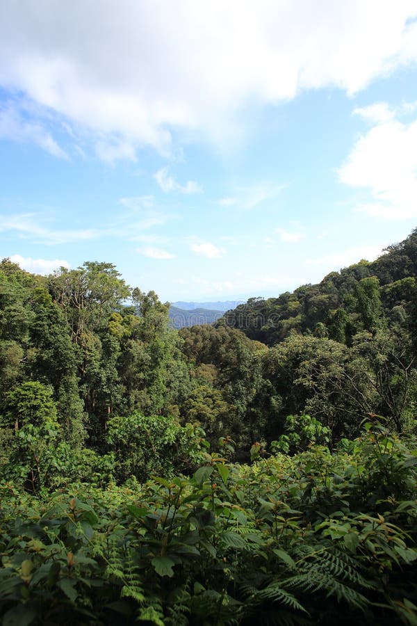 Tropical Rainforest of Nyungwe National Park Stock Photo - Image of ...