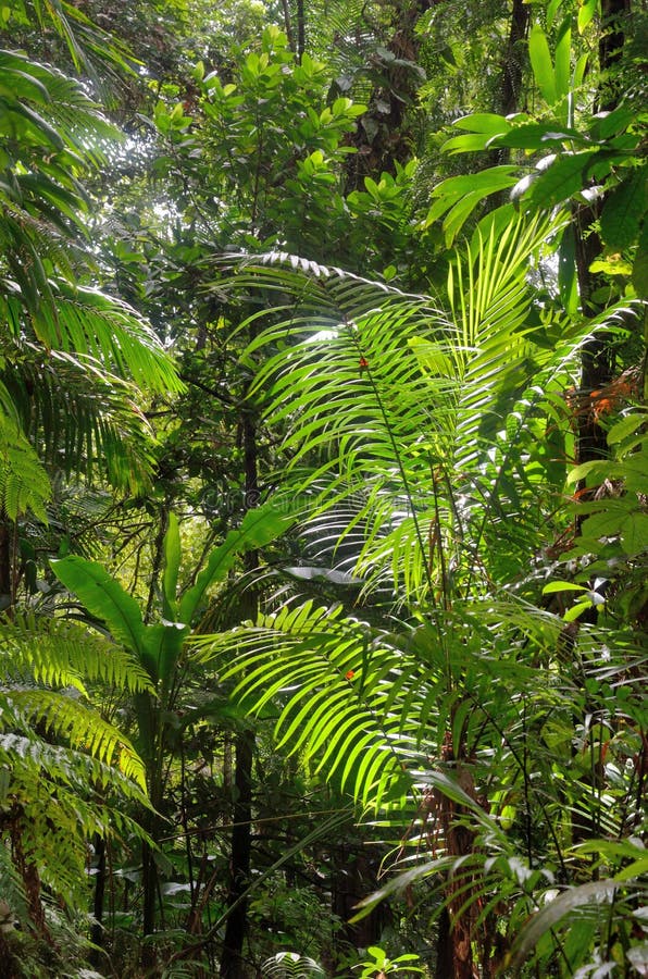 Tropical Rainforest with Plants Stock Photo - Image of tropical, dense ...