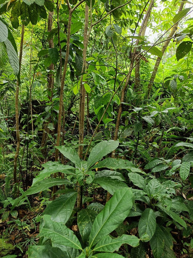 Tropical Rainforest Plants Growing in Search of Sunlight Stock Image ...