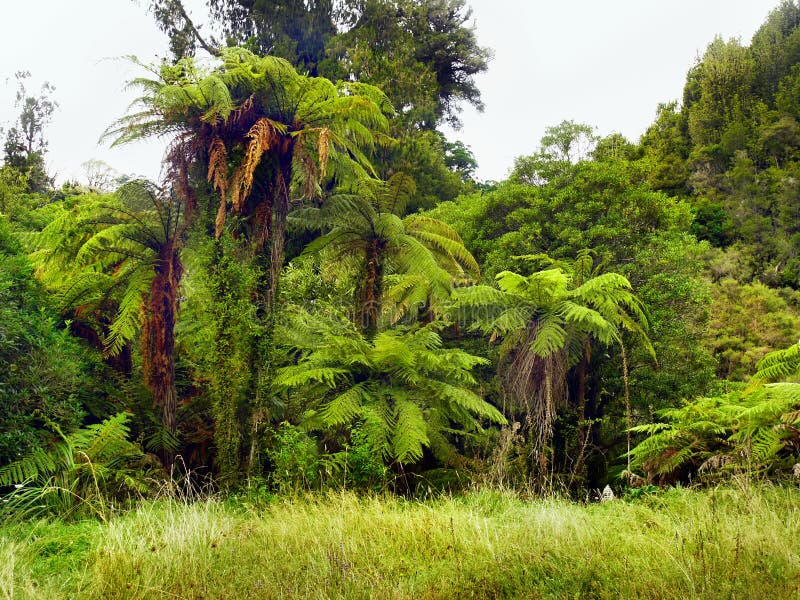 Tropical Rainforest Protection Stock Image - Image of dense, jungle ...