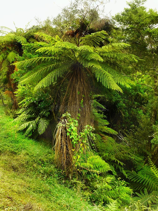 Tropical Rainforest Protection Stock Image - Image of environmental ...