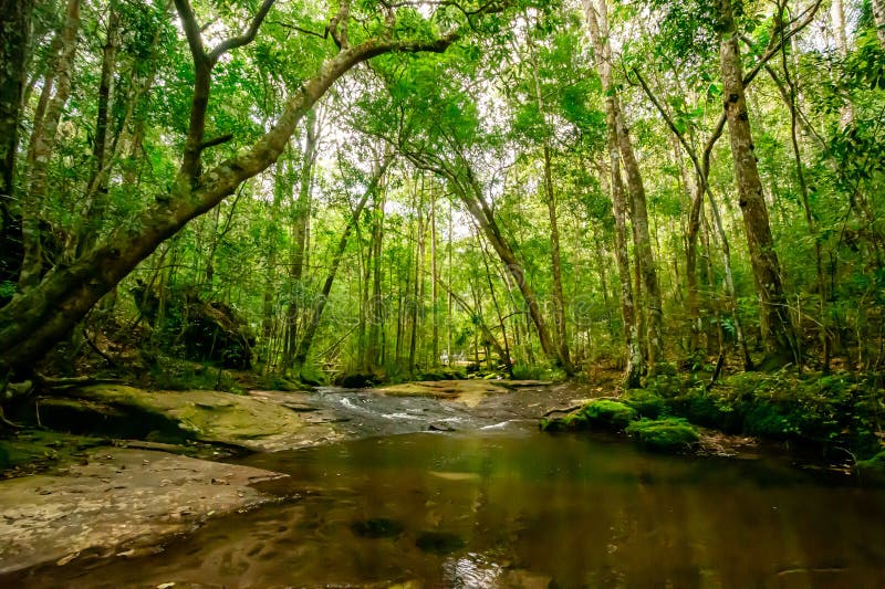 Tropical Rainforest Scenery View of Rock Around the Anodad Pond on Phu ...