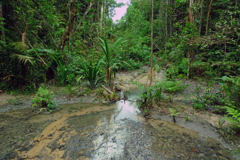 Tropical Rainforest Stream stock photo. Image of relaxation - 15236938
