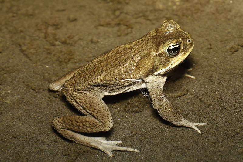 Tropical Rainforest Toad in Water Stock Image - Image of wild, toad ...