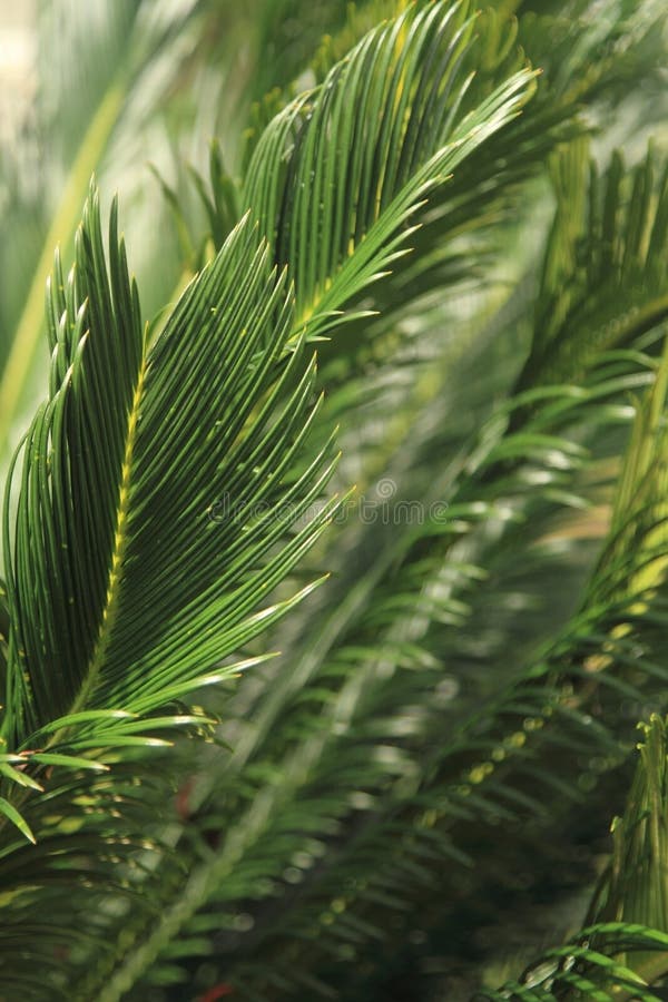 Tropical Rainforest Tree Leaf Stock Image - Image of nature, summer ...