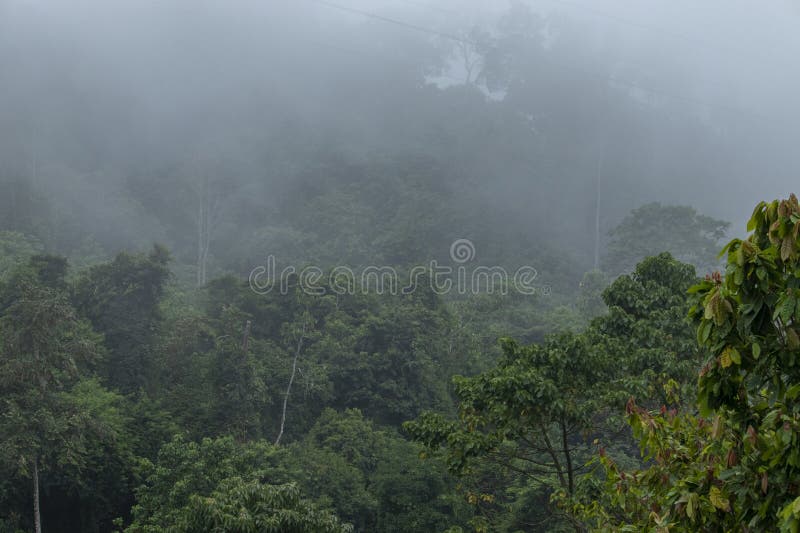 Tropical Rainforest Covered in White Mist Stock Photo - Image of ...